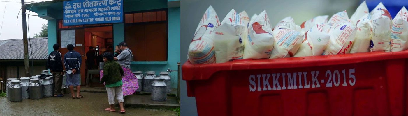 Sikkim Milk